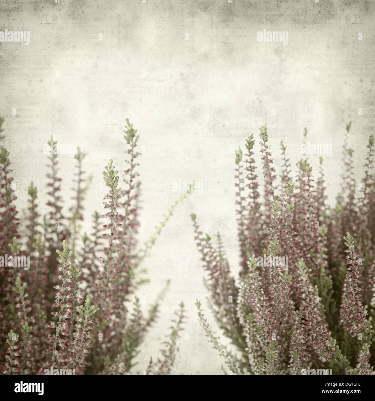 textured old paper background with heather Stock Photo - Alamy