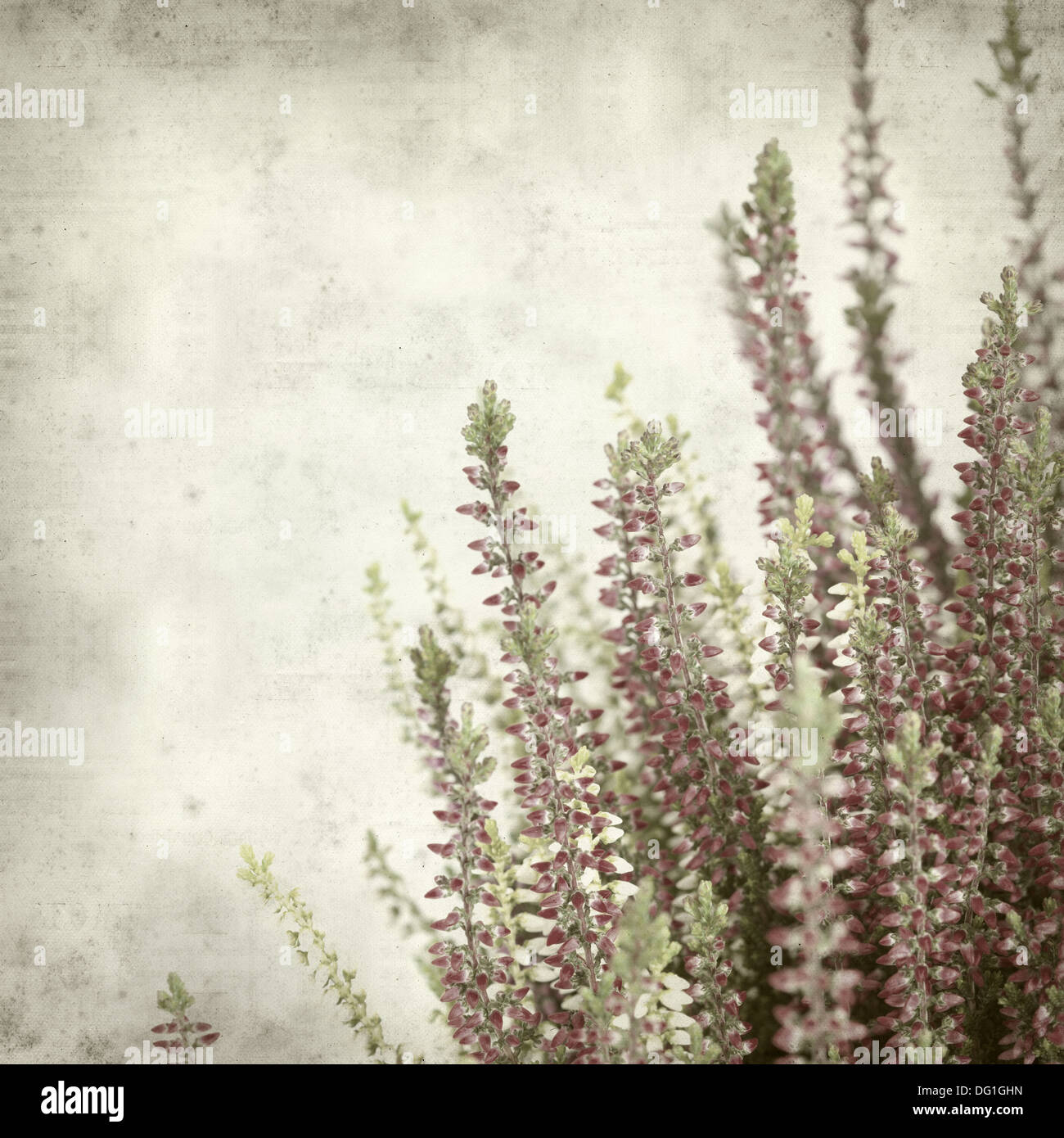 textured old paper background with heather Stock Photo - Alamy