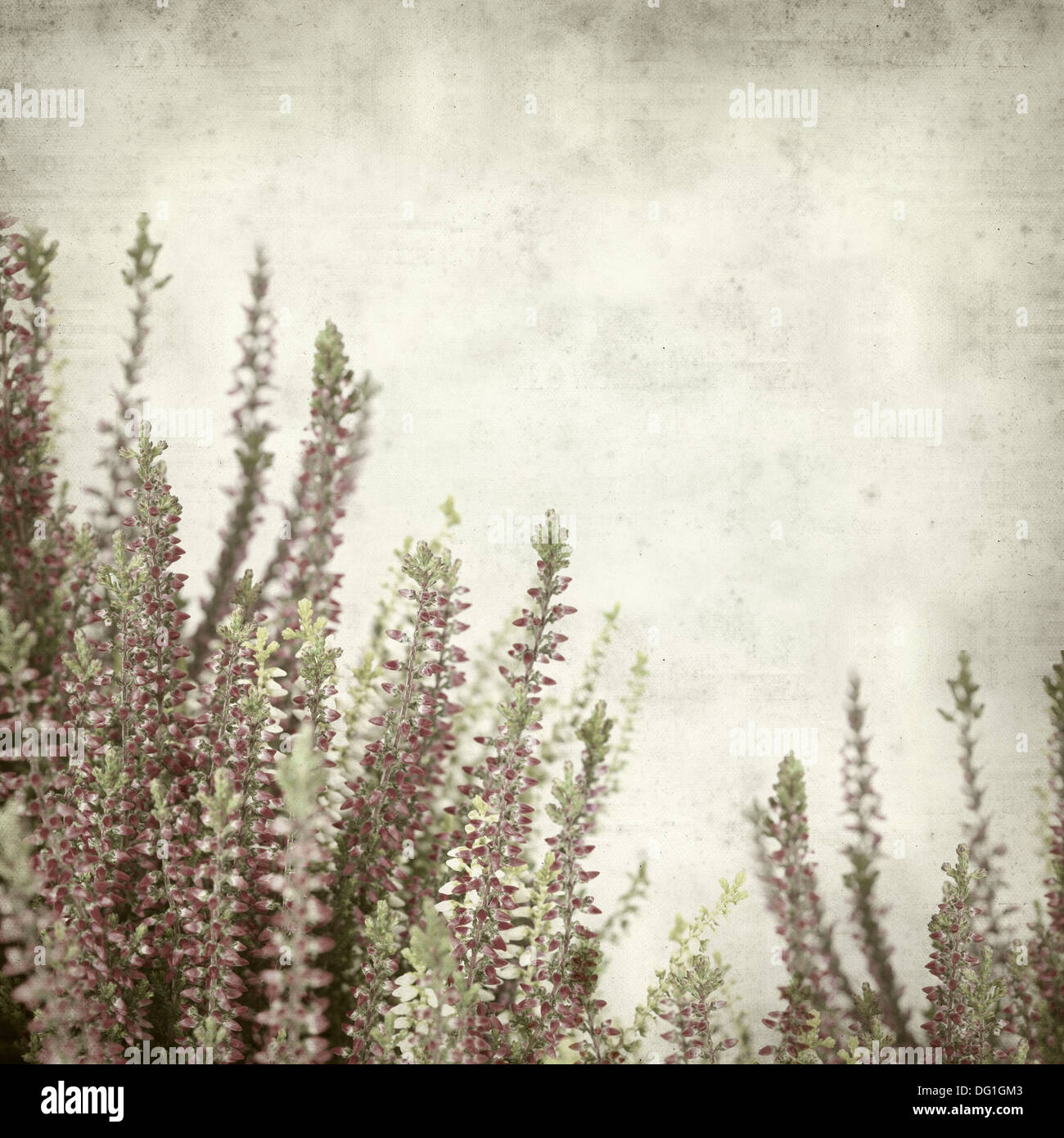 textured old paper background with heather Stock Photo - Alamy