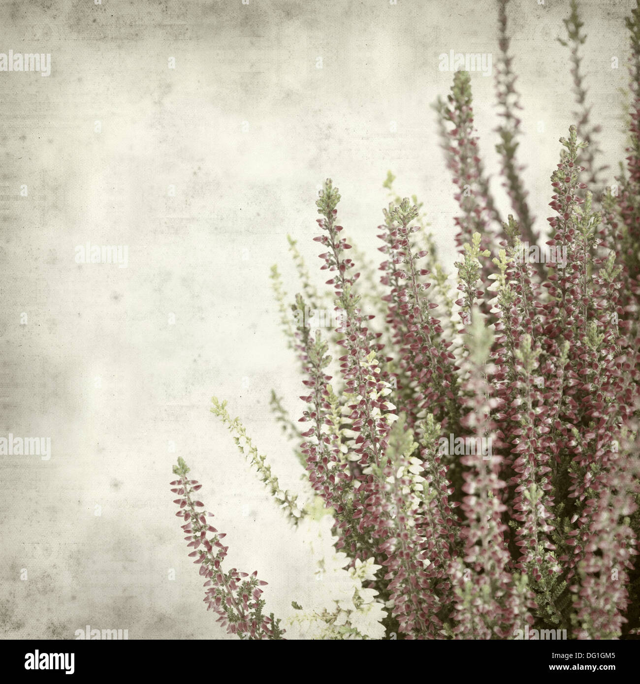 textured old paper background with heather Stock Photo - Alamy