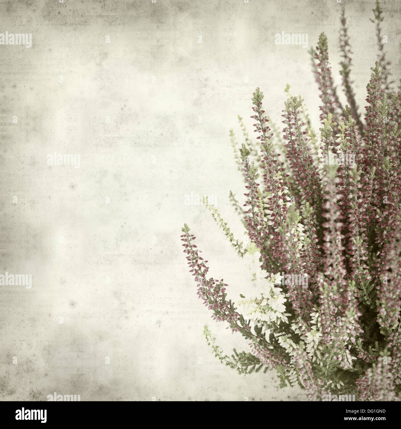 textured old paper background with heather Stock Photo - Alamy