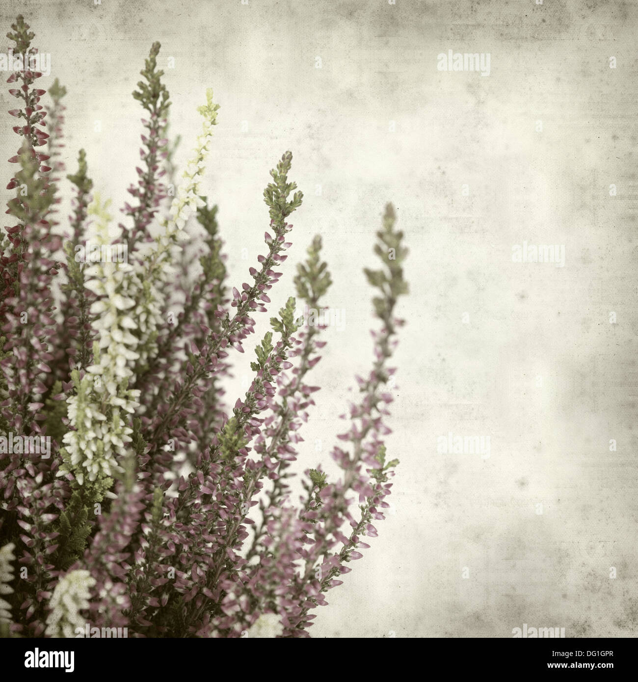 textured old paper background with heather Stock Photo - Alamy
