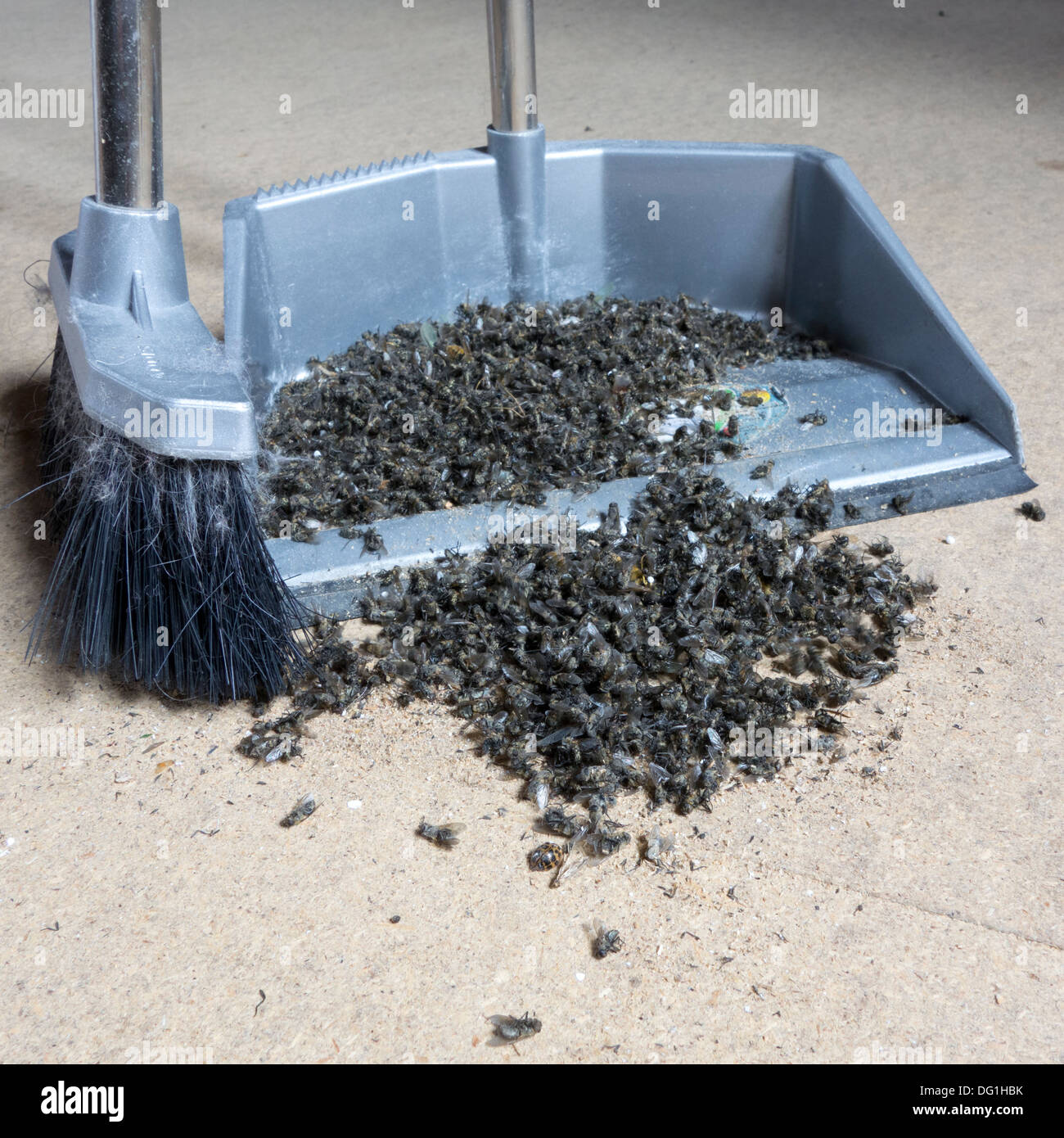 Unwanted houseguests: the dead remains of a infestation of cluster ...