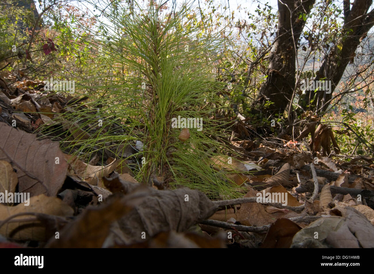 Born tree hi-res stock photography and images - Alamy