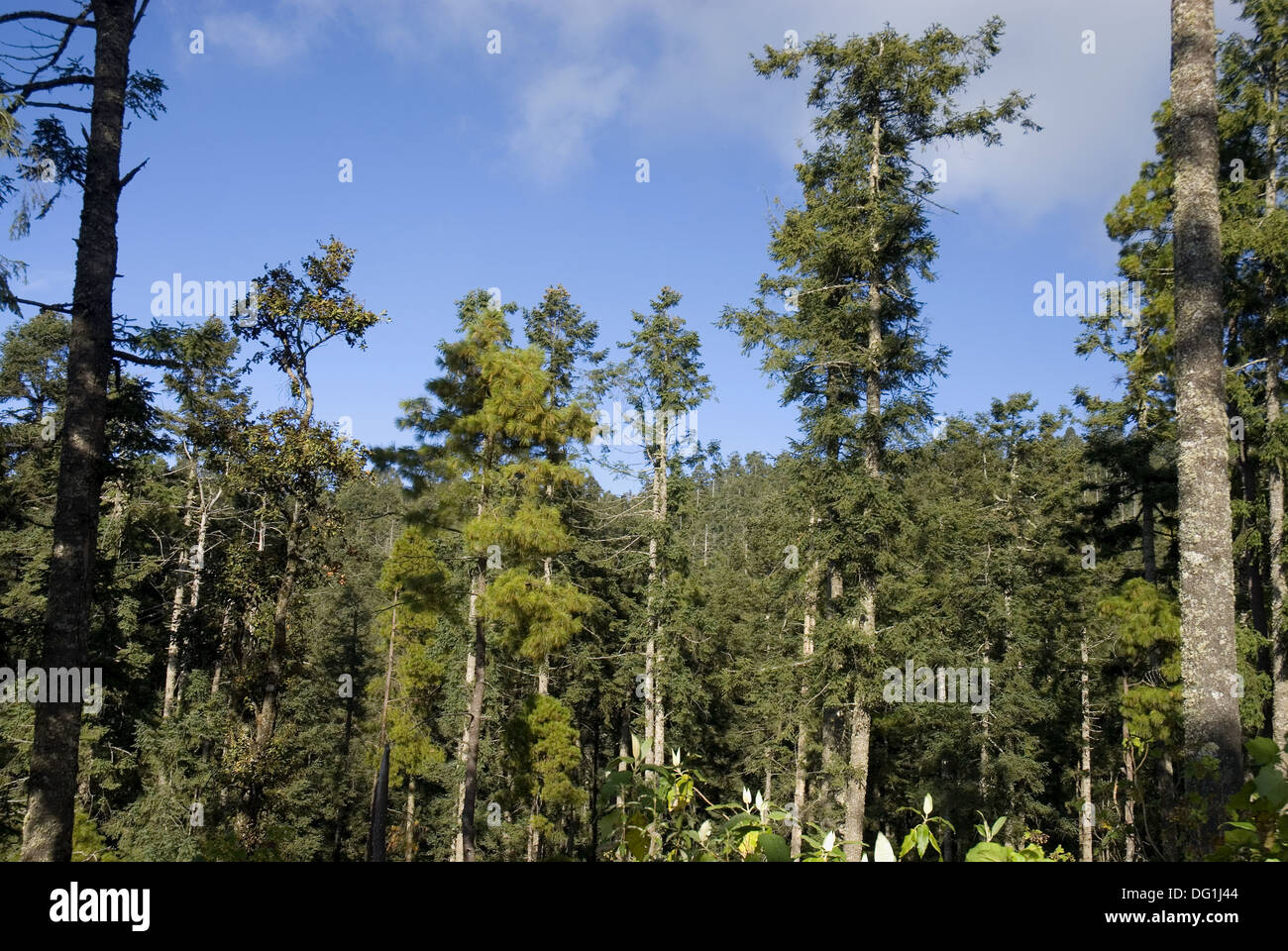 Chincua hi-res stock photography and images - Alamy