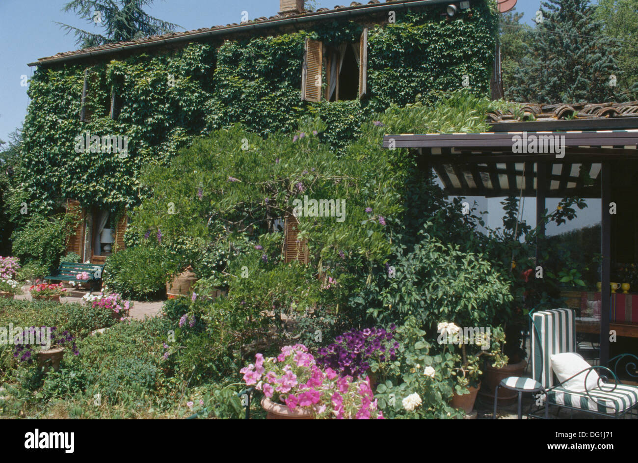 Italian country villa covered with ivy and with pergola above shady ...