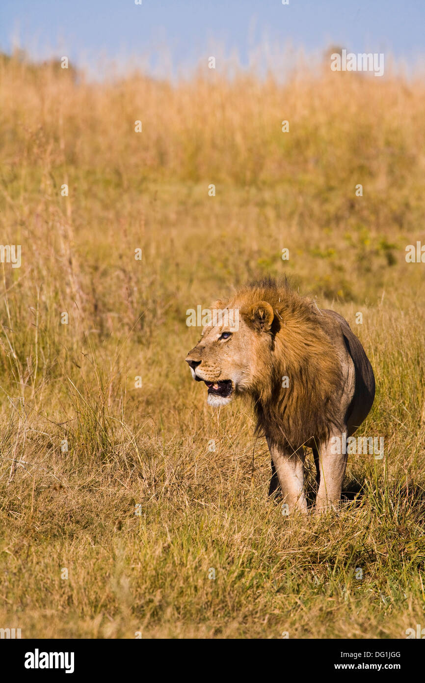 Single lion hi-res stock photography and images - Alamy