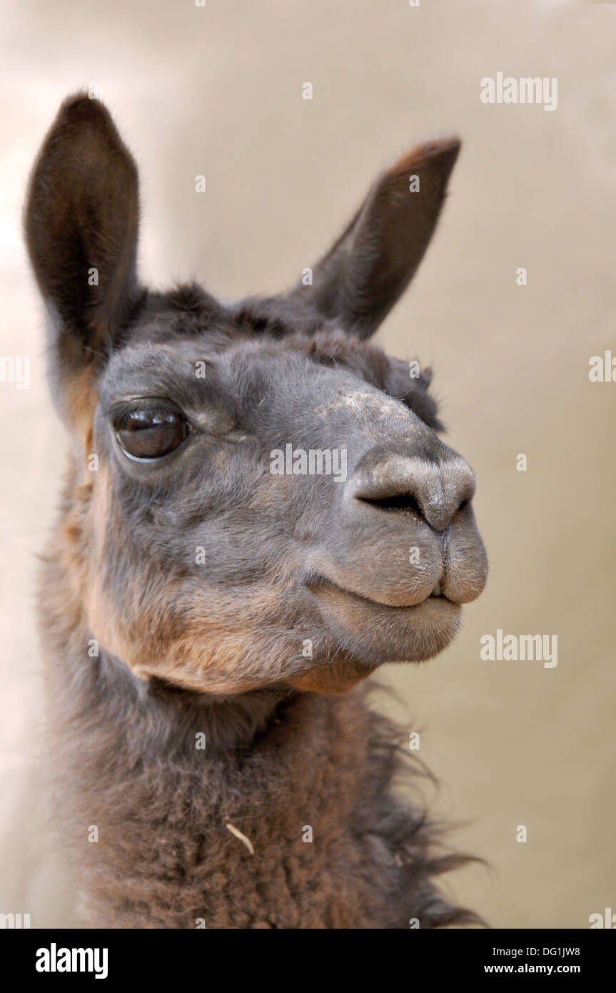 Llama, South American camelid, which live in the high alpine areas of ...