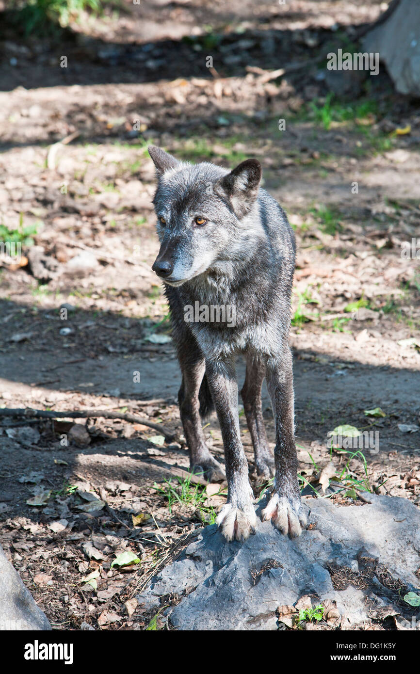 Wolf Sniffing High Resolution Stock Photography and Images - Alamy