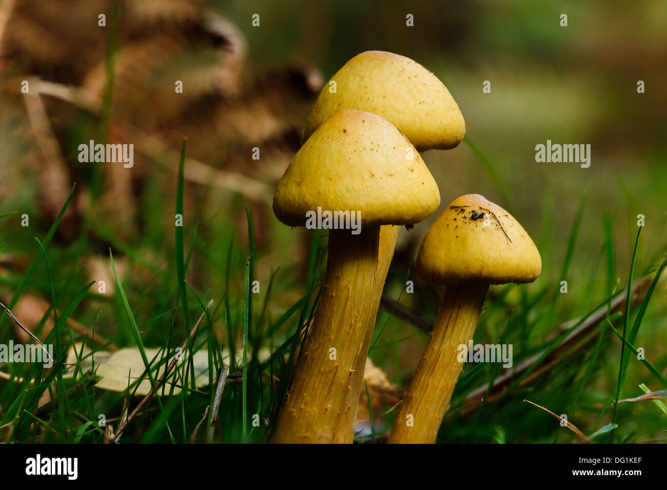 Hypholoma fasciculare, commonly known as the sulphur tuft, sulfur tuft ...