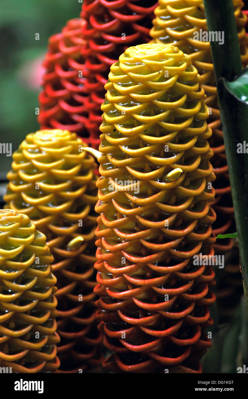 Amazon jungle flower hi-res stock photography and images - Alamy