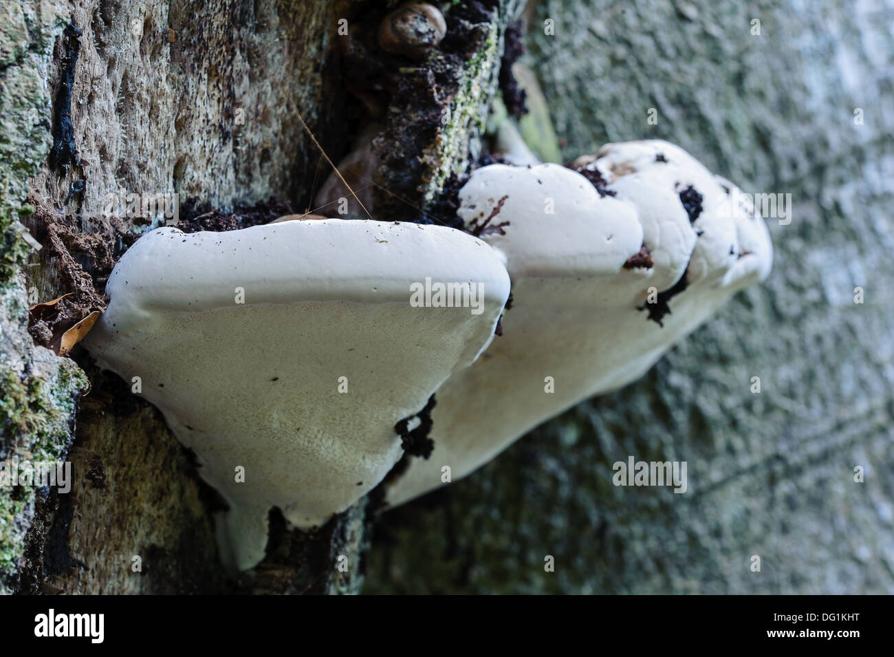 Oak bracket fungi hi-res stock photography and images - Alamy