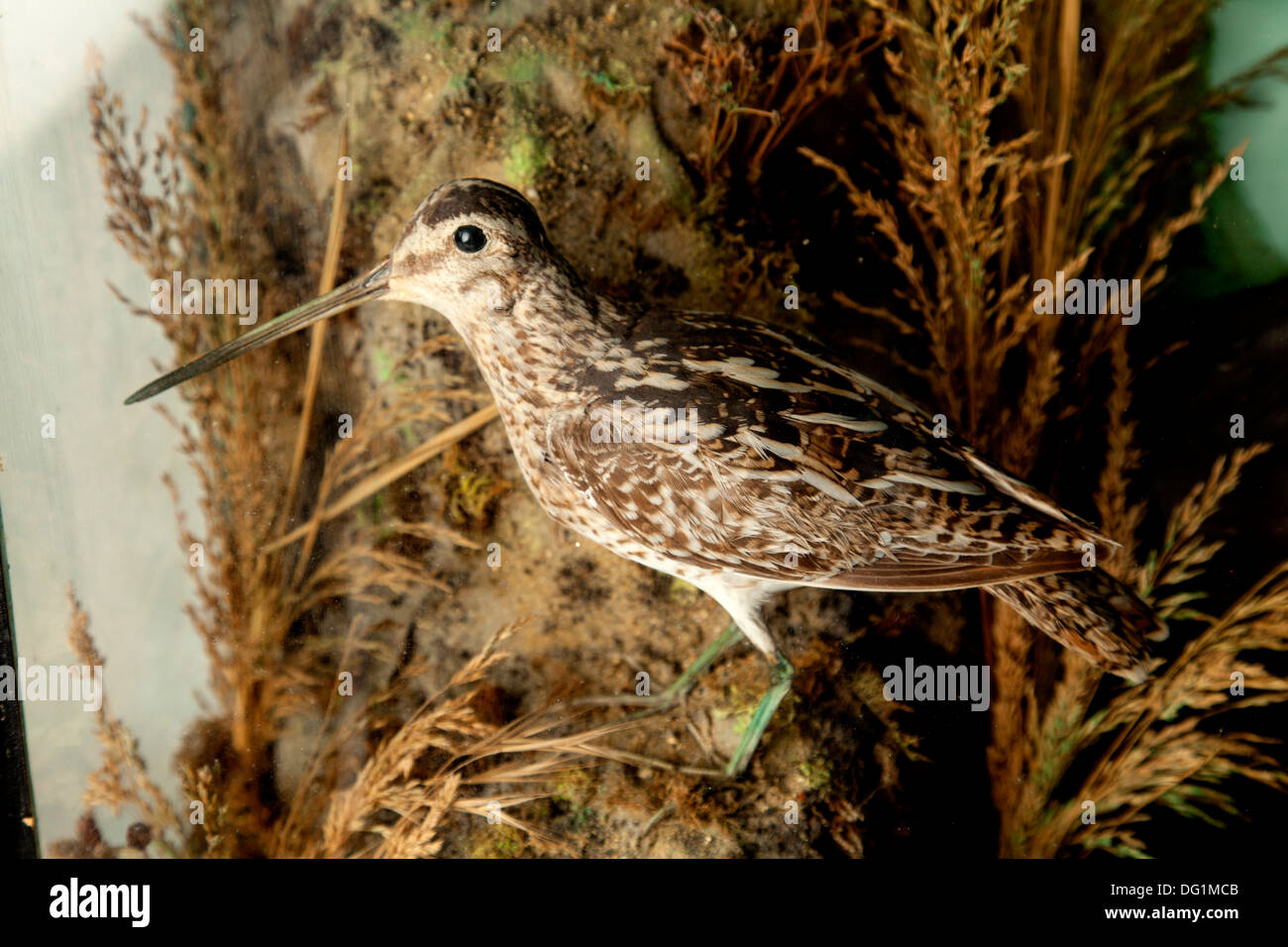 Victorian stuffed Snipe bird in glass display case Stock Photo - Alamy