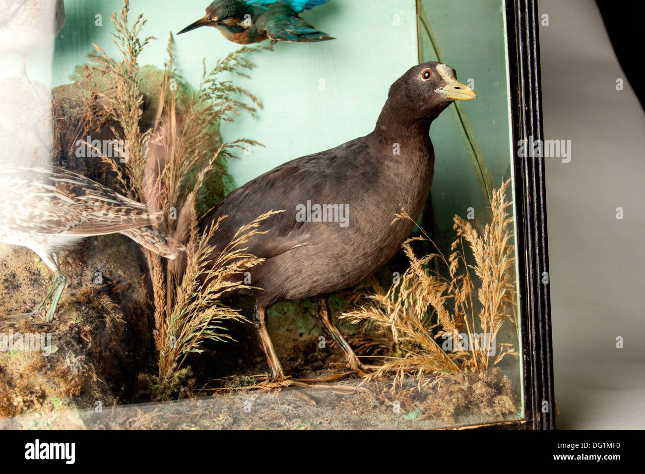 Victorian stuffed Coot bird in glass display case Stock Photo - Alamy