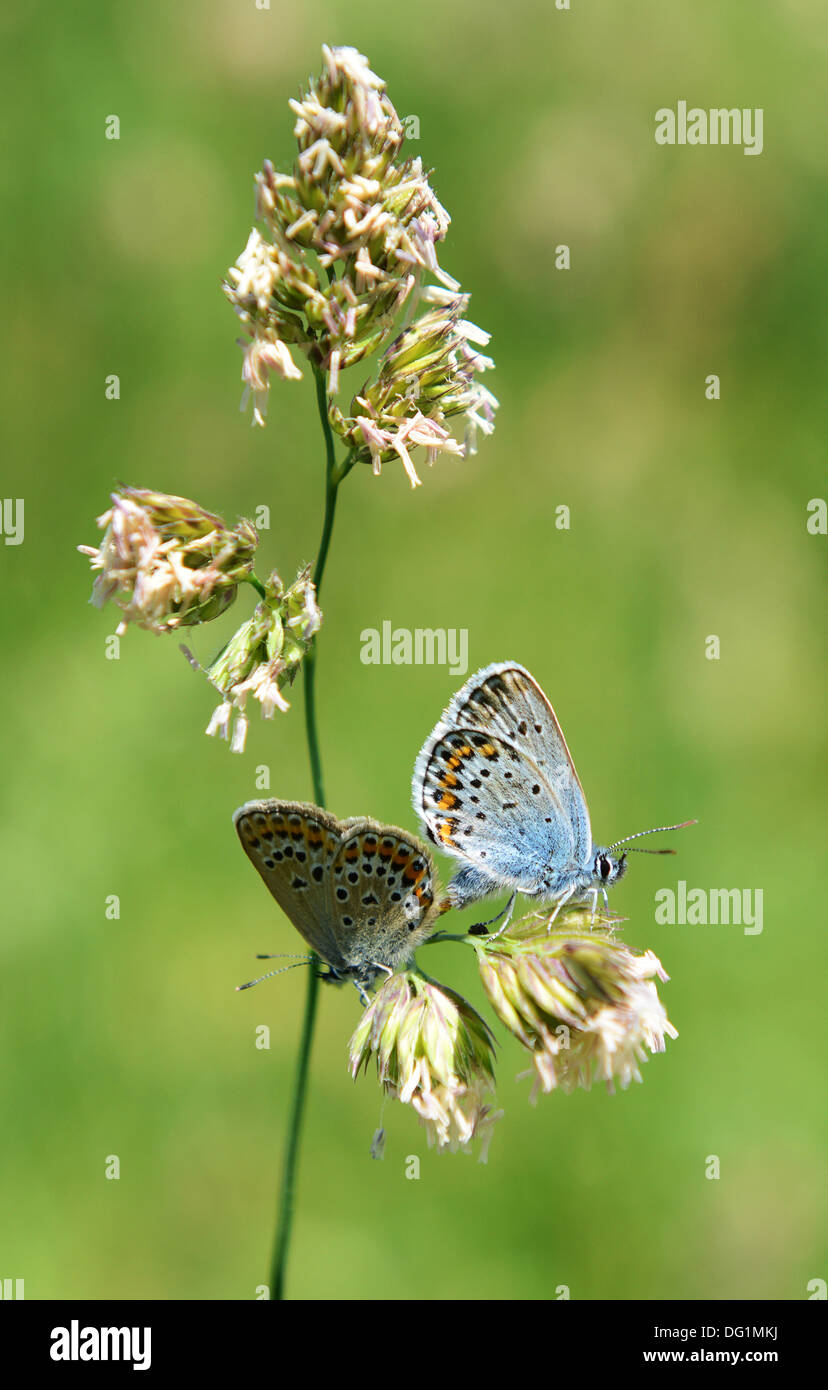 Plebeius argus - Silver Studded Blue Butterfly Stock Photo - Alamy