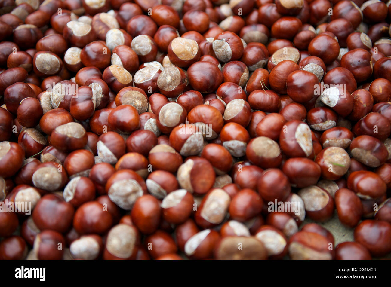 Pile of conkers - abstract background - horse chestnut tree seeds Stock ...