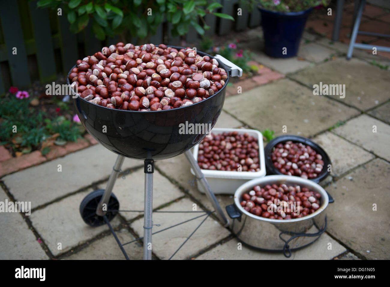 Conker piles hi-res stock photography and images - Alamy