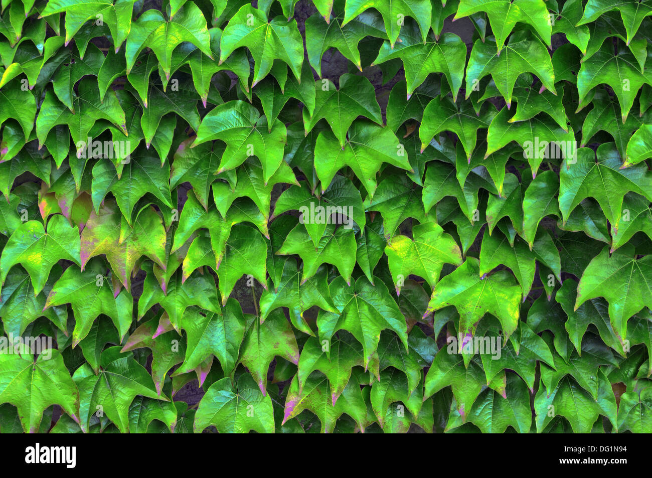 Ivy growing wall creeper plant hi-res stock photography and images - Alamy