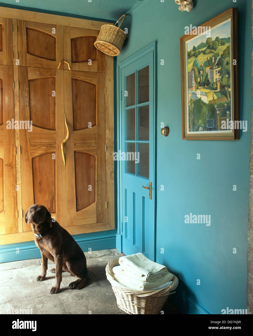 Brown labrador dog sitting basket basket of laundry in turquoise blue ...