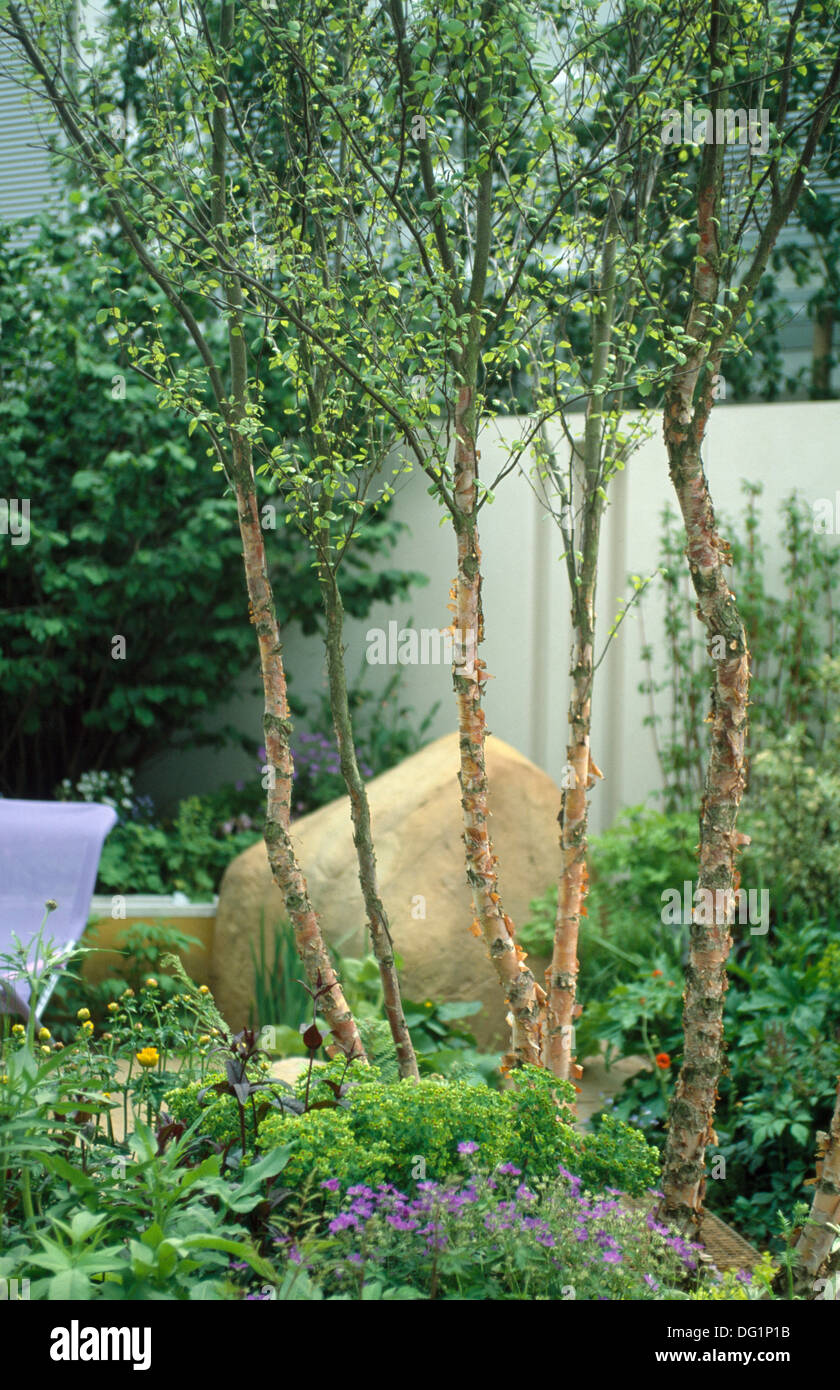 Small trees under-planted with perennials in walled urban garden with ...