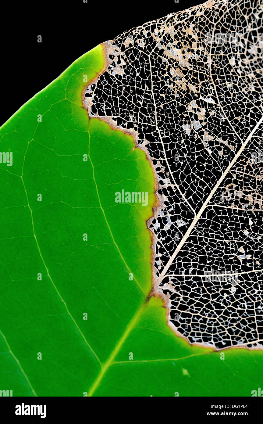 Life of leaf hi-res stock photography and images - Alamy