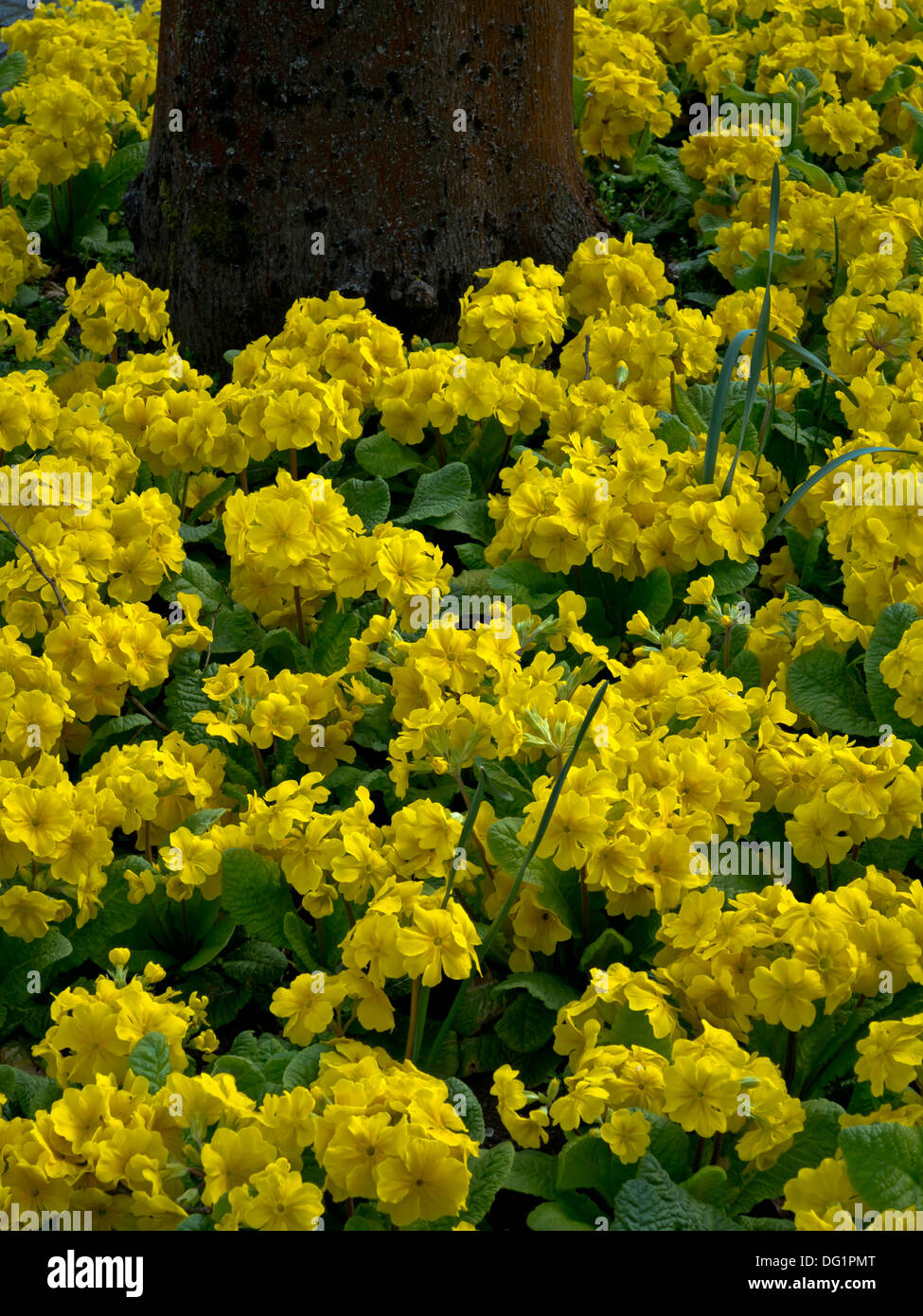 Yellow primula spring flowers growing around the base of a tree Stock ...