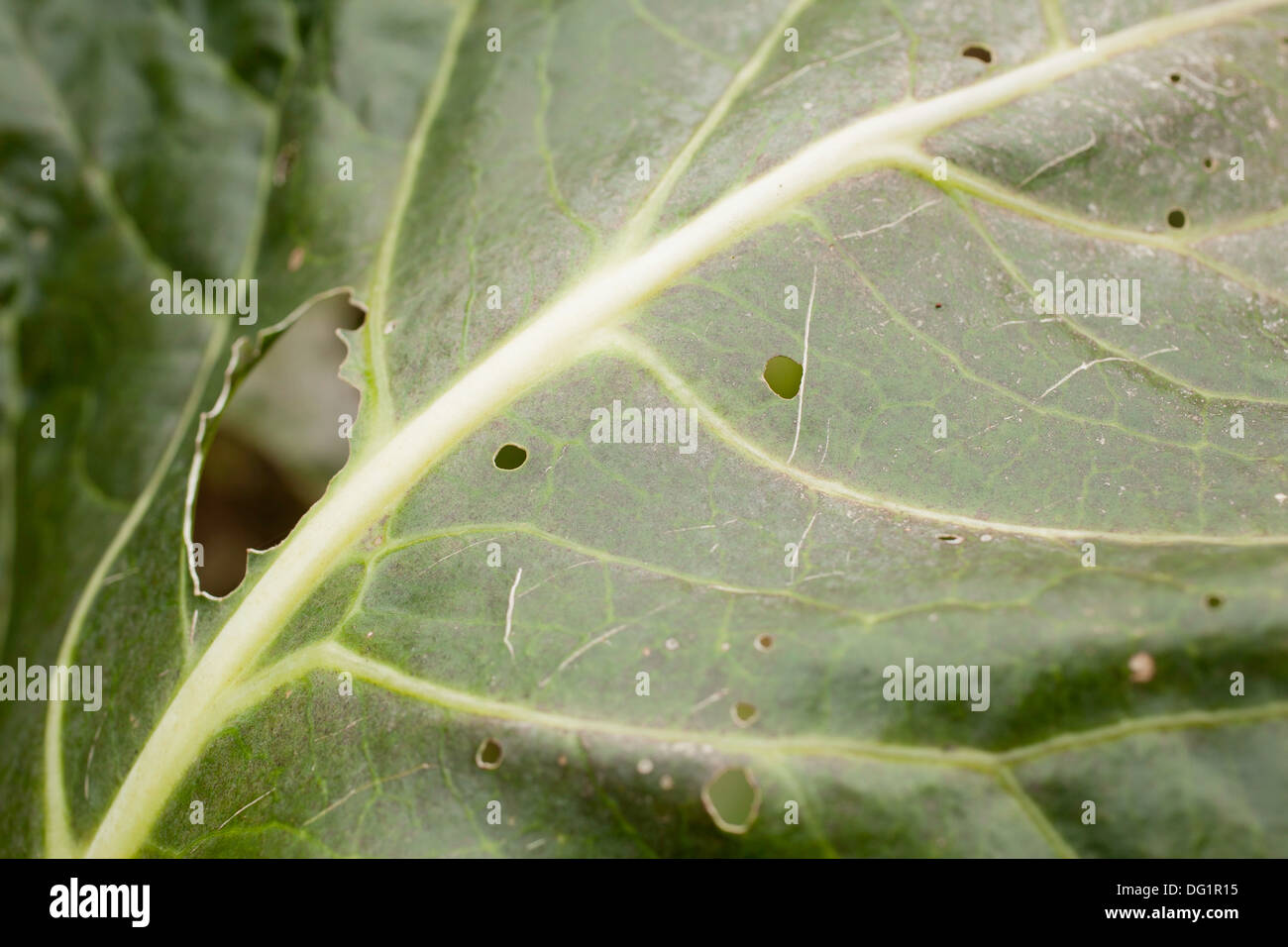 Leaf insect damage hi-res stock photography and images - Alamy