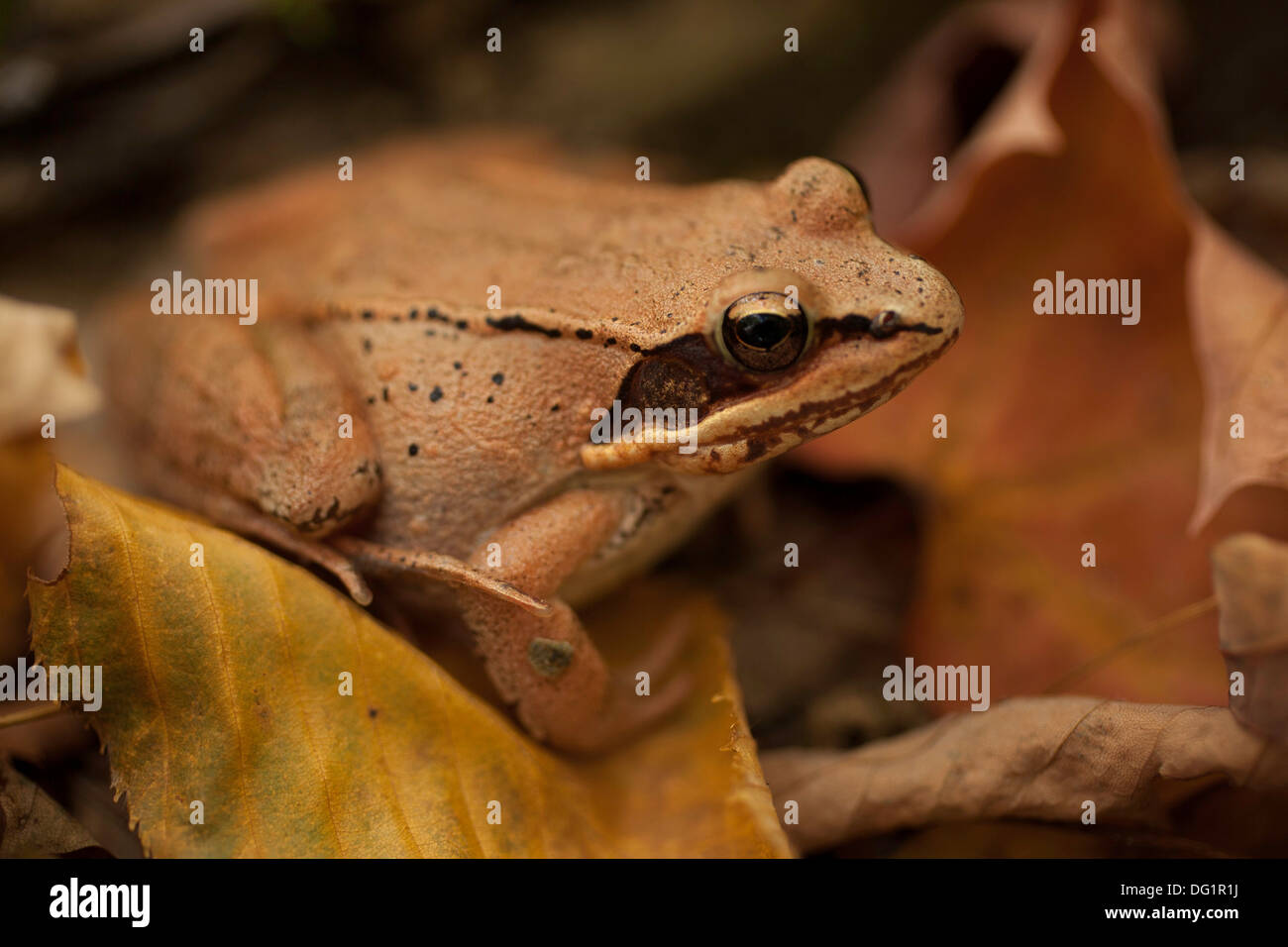 The mount of frogs hi-res stock photography and images - Alamy