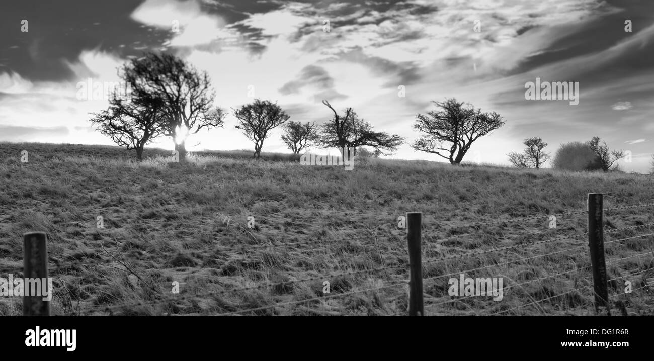 A high contrast black and white image of leafless trees silhouetted ...