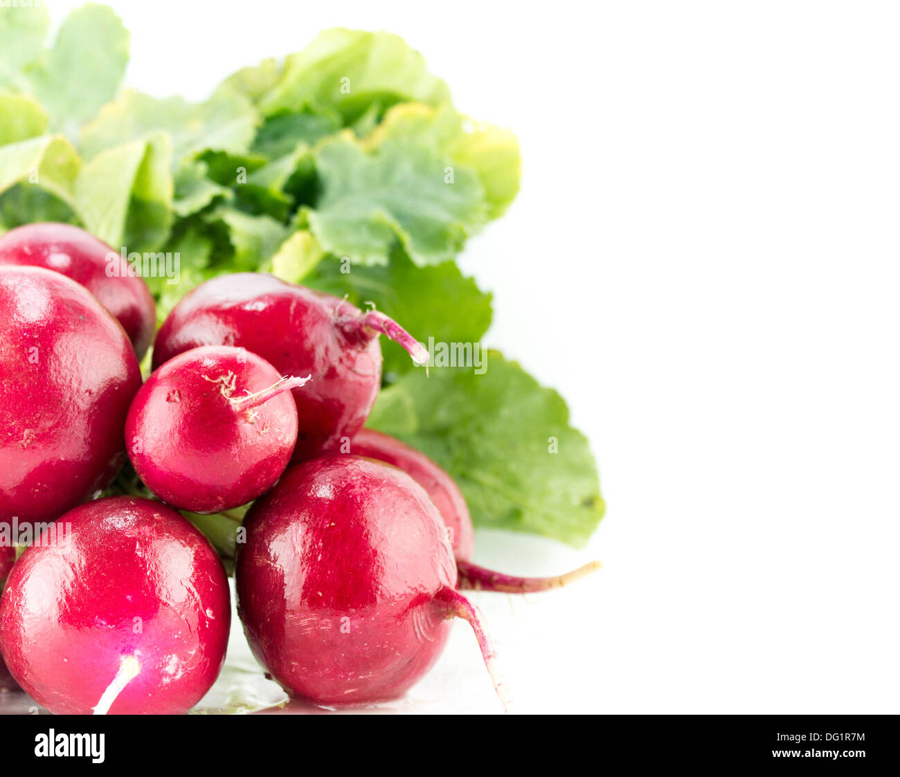 Small garden red radish on white background Stock Photo - Alamy