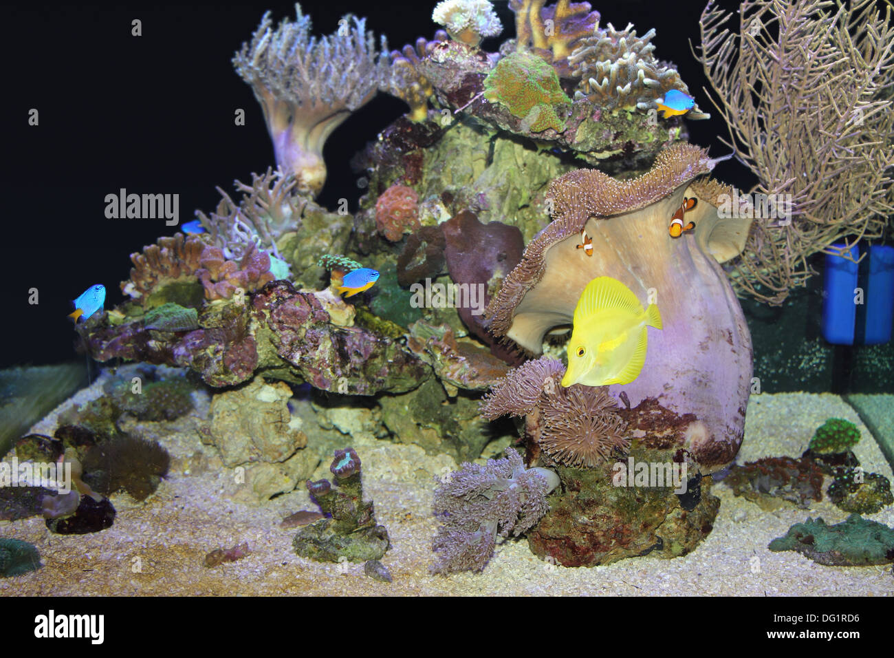 A lot of tropical fish freshwater aquarium Stock Photo - Alamy