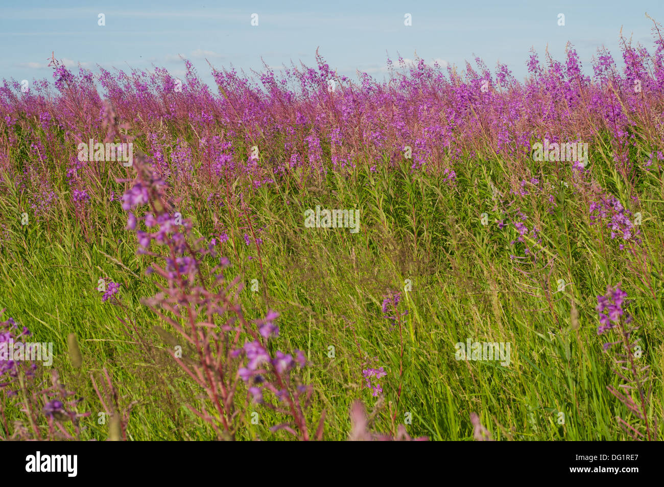 Beautiful field view Stock Photo - Alamy