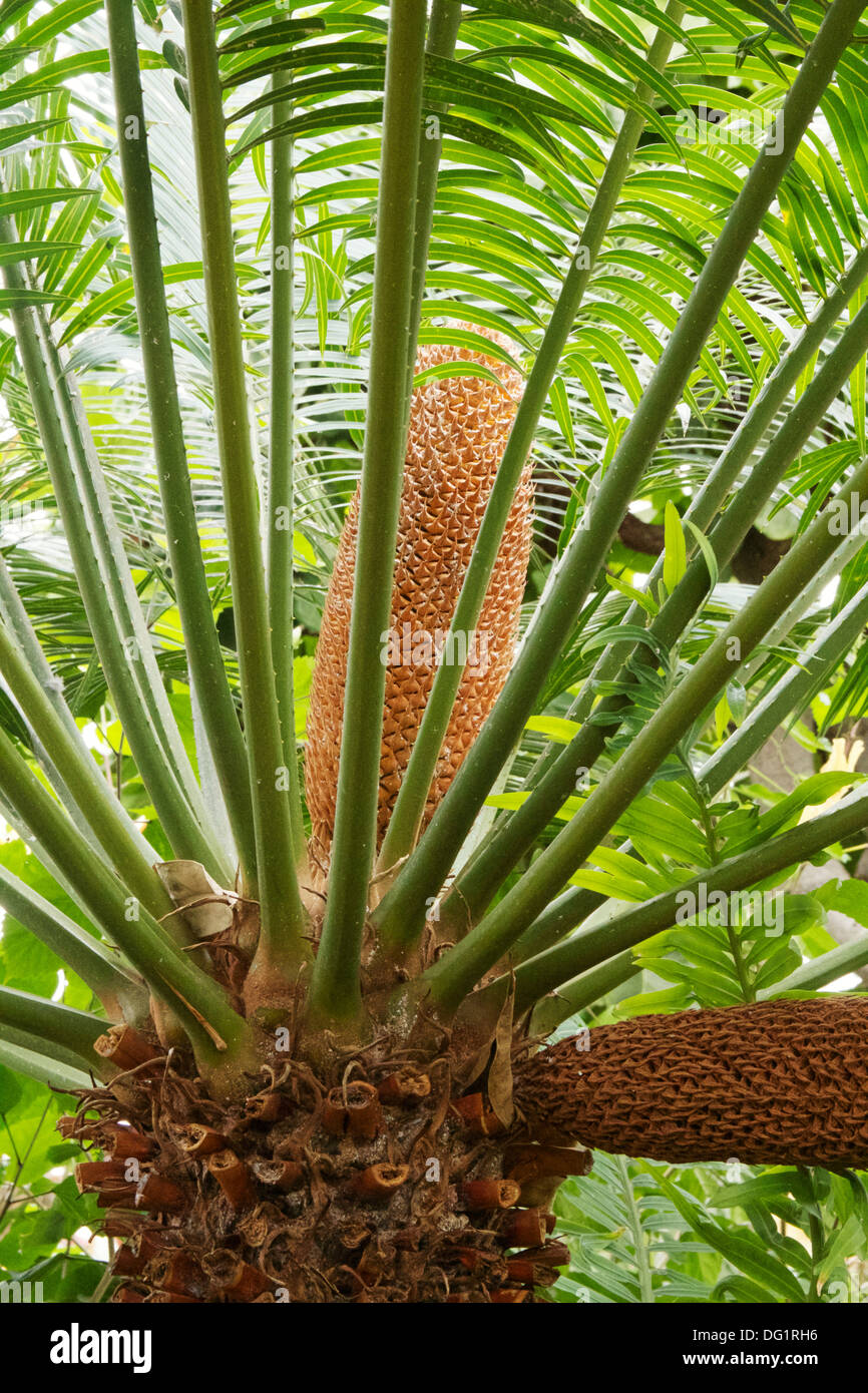 Male cycad (Cycas sp.) showing cone. Oak Park Conservatory Illinois ...