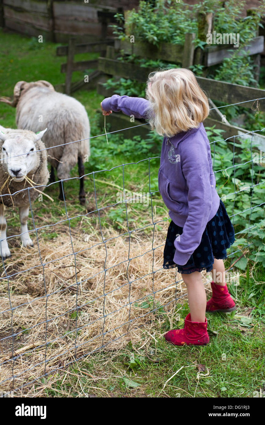 A young girl feeding sheep through a fence in a farmyard Stock Photo ...