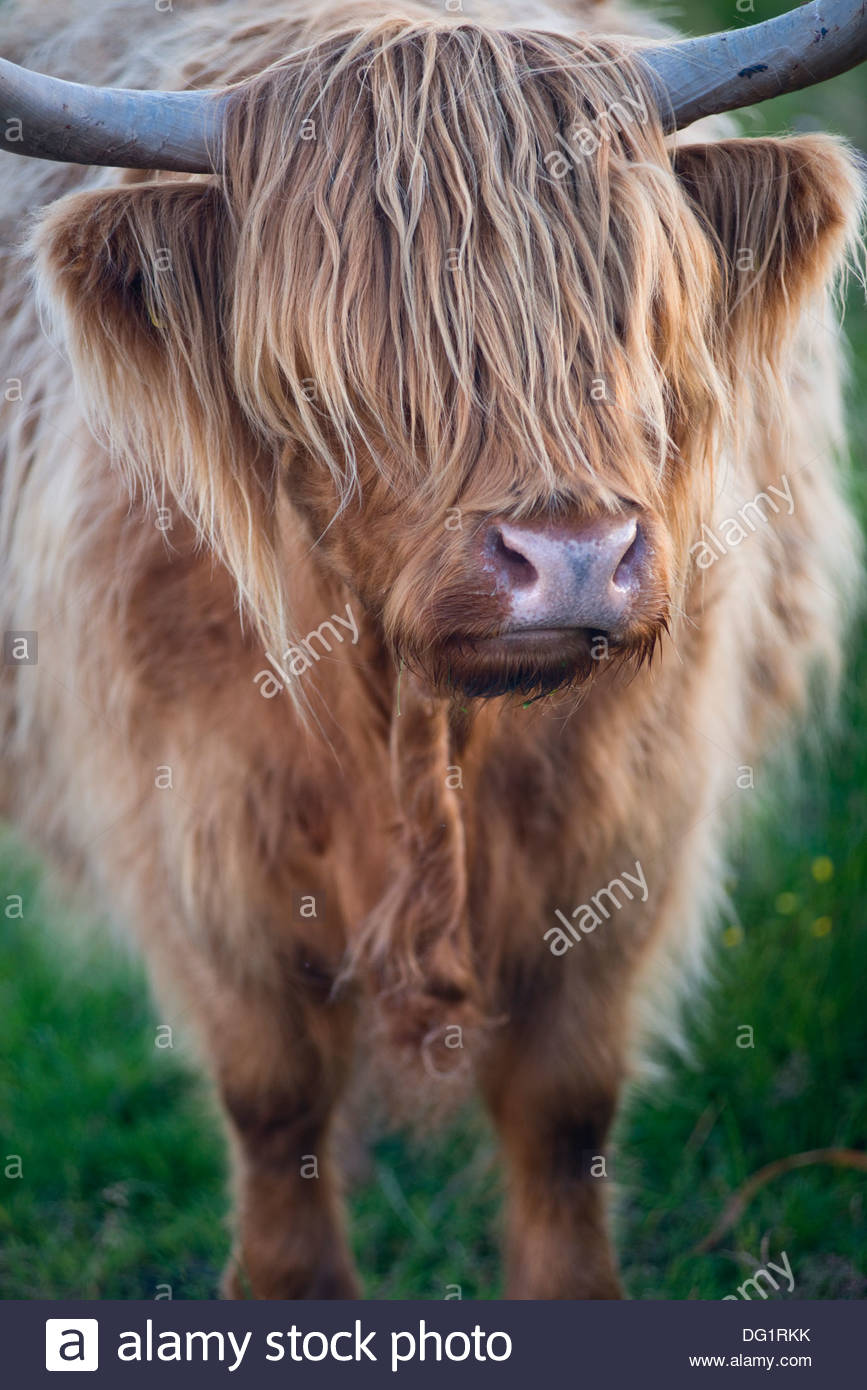 Highland Cow Face Close Up Stock Photos & Highland Cow Face Close Up ...