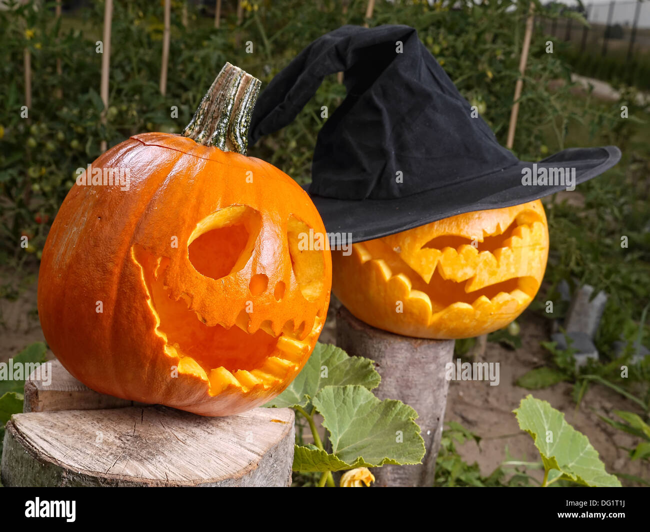Jack-o-lantern pumpkins placed on tree trunks Stock Photo - Alamy