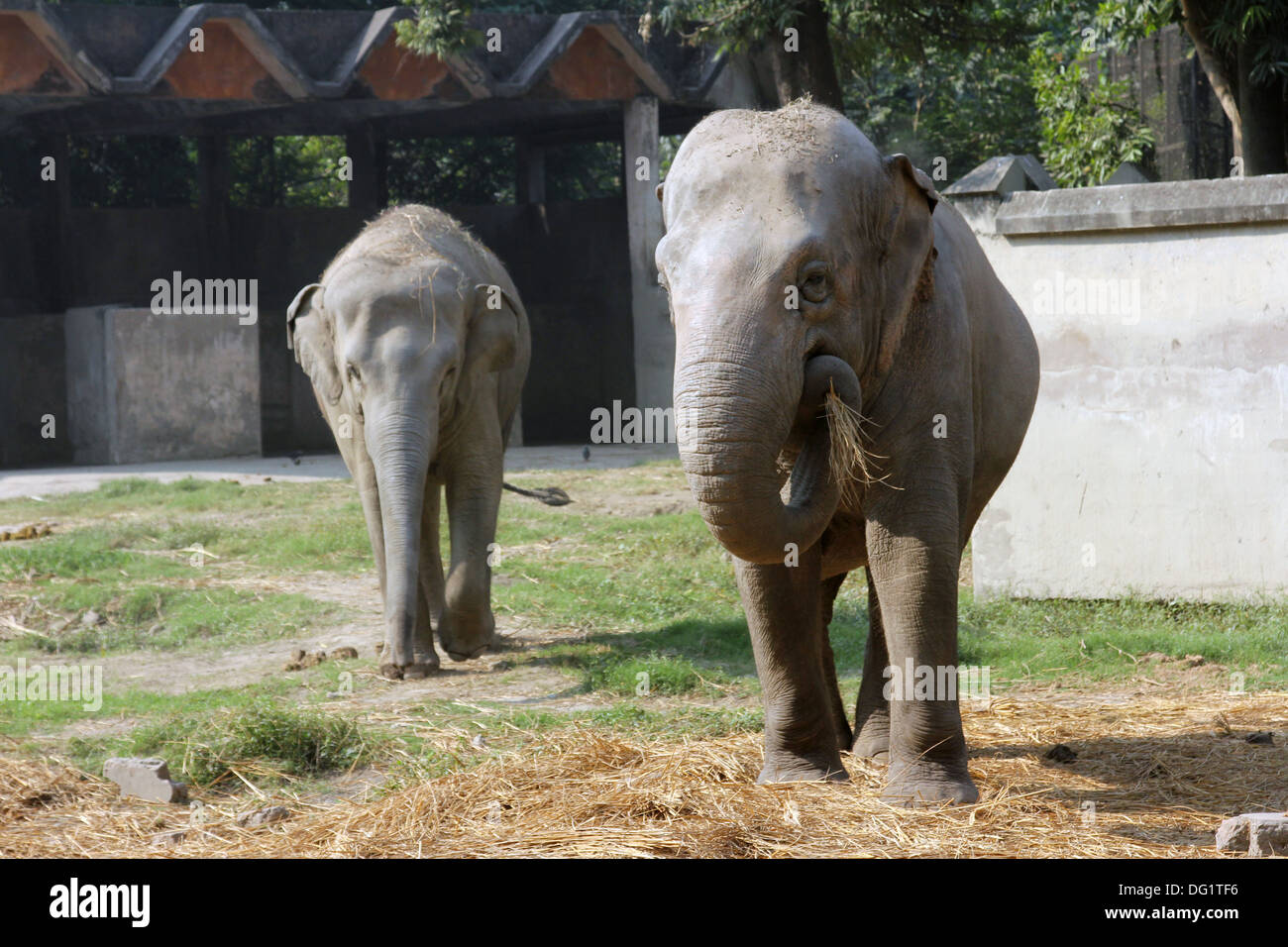 Strong elephant hi-res stock photography and images - Alamy