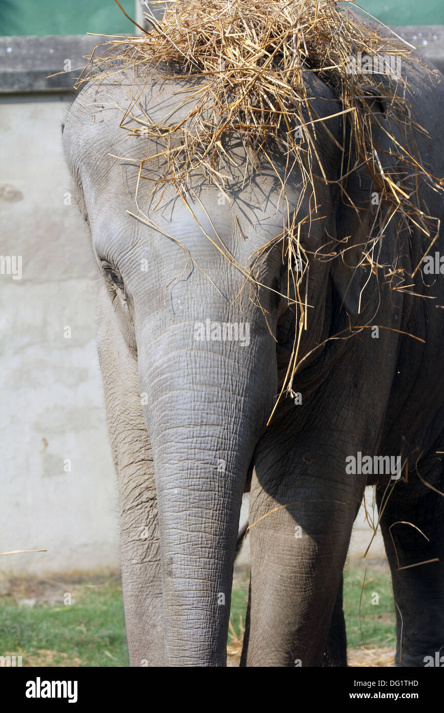 Strong elephant hi-res stock photography and images - Alamy