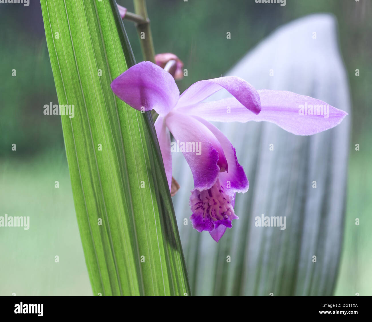 Beautiful Miniature Orchid Plant from Uruguay Just blossomed flower in ...