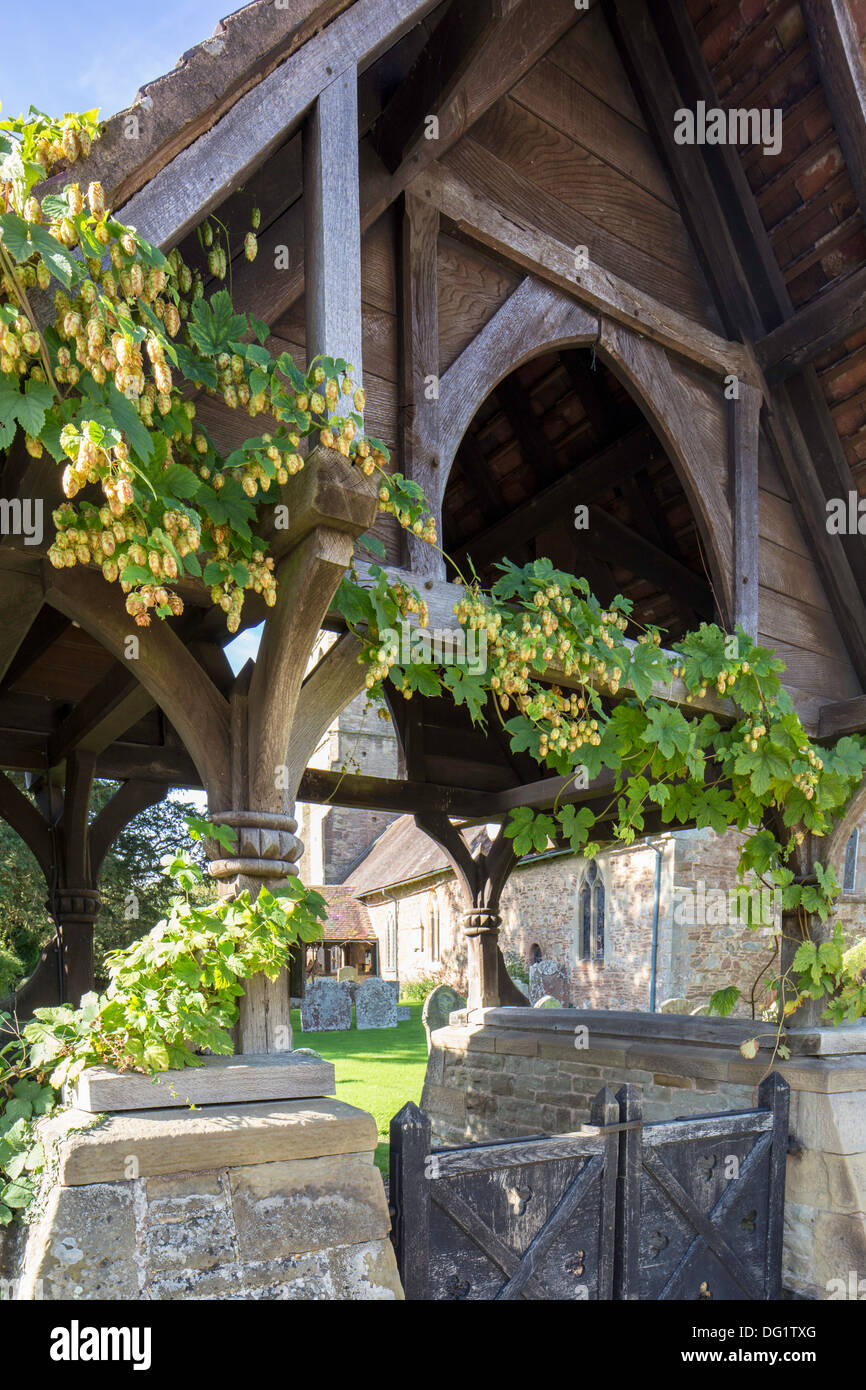 Hop vine growing on the Lychgate of the Church of St. John the Baptist ...