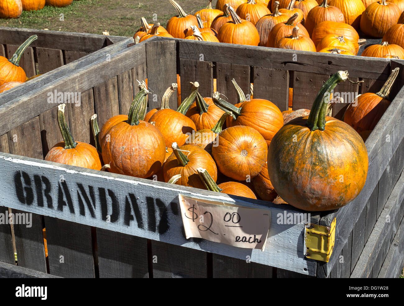 An apple farm has room for a pumpkin patch every fall..Large bins were ...
