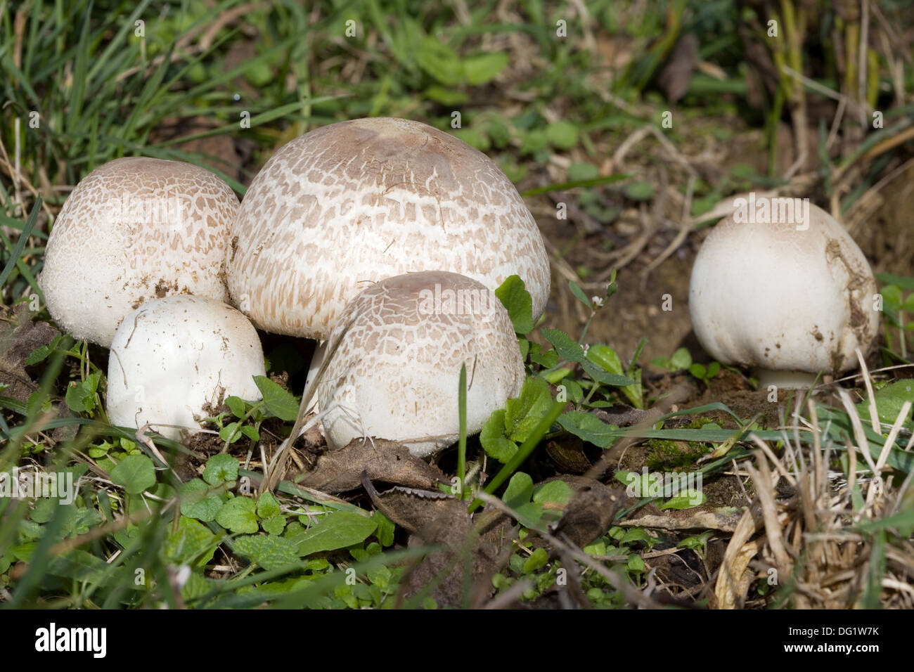 Ripe Field mushroom on the Meadow, Agaricus campestris Stock Photo - Alamy