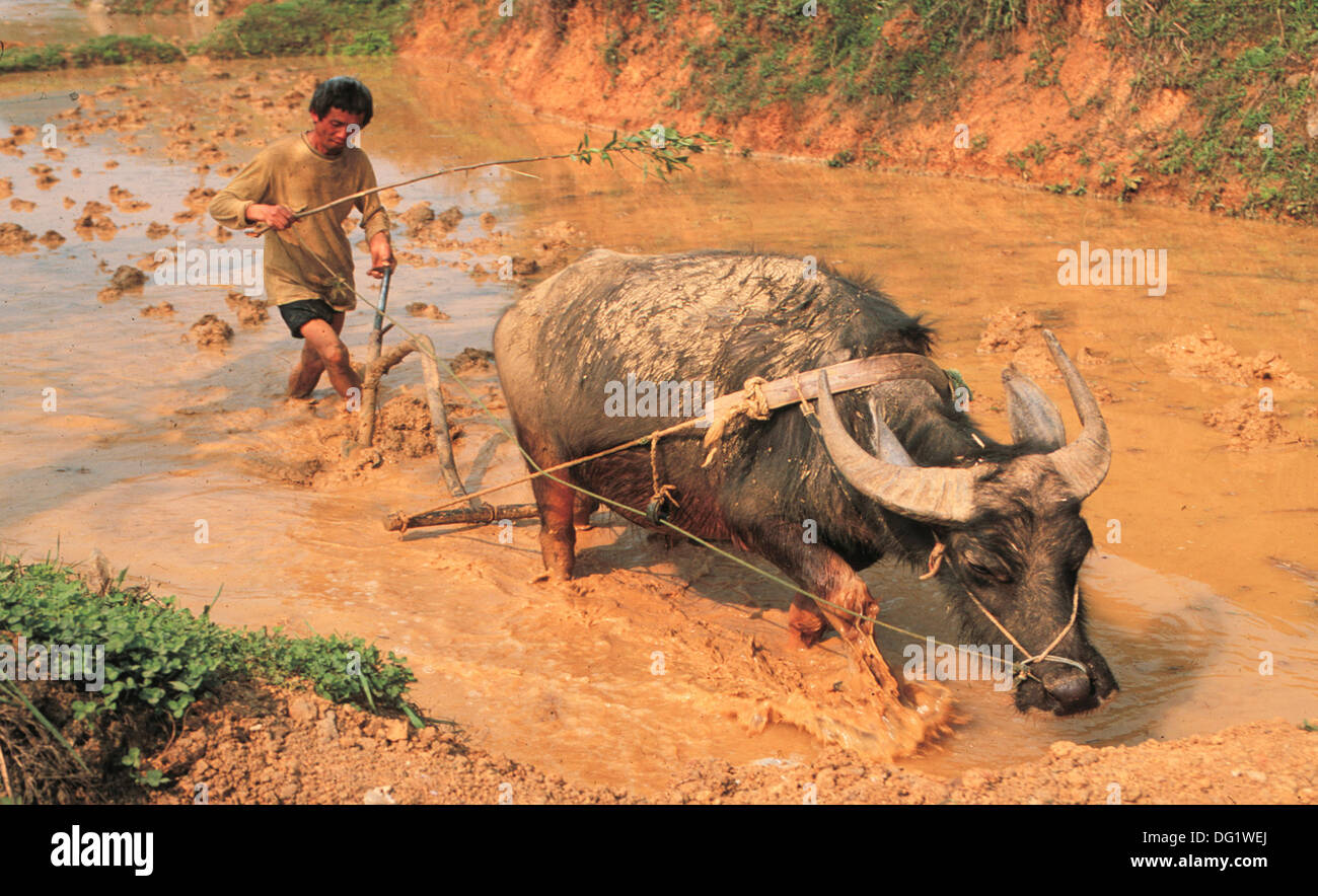 Farming in China by Ox Stock Photo - Alamy