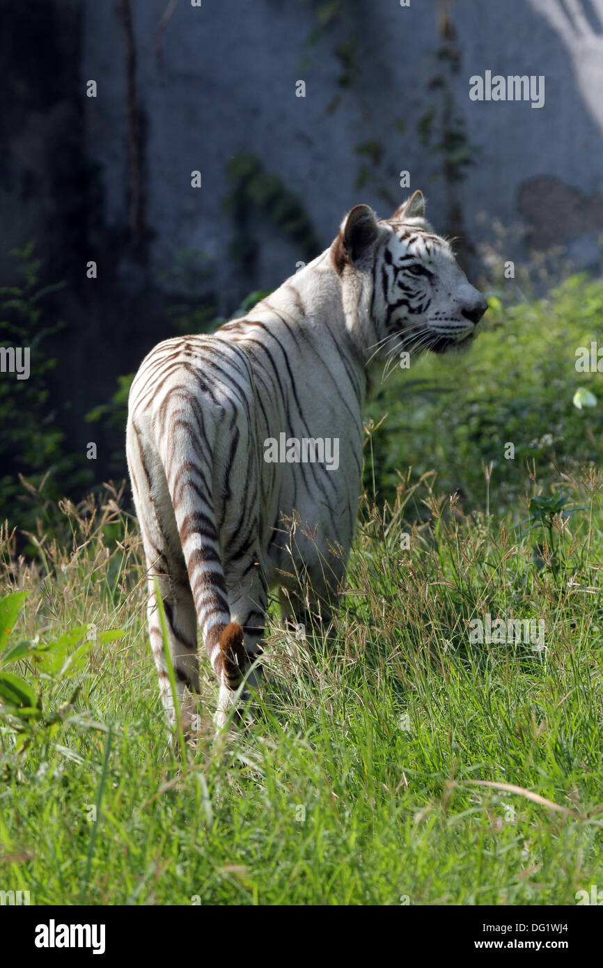 White Bengal tiger Stock Photo - Alamy