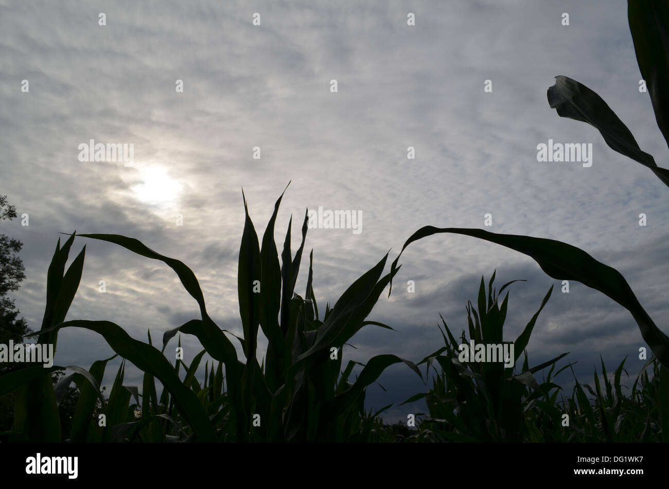 Crop field at dawn Stock Photo - Alamy