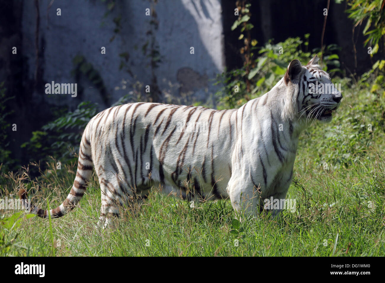 White Bengal tiger Stock Photo - Alamy