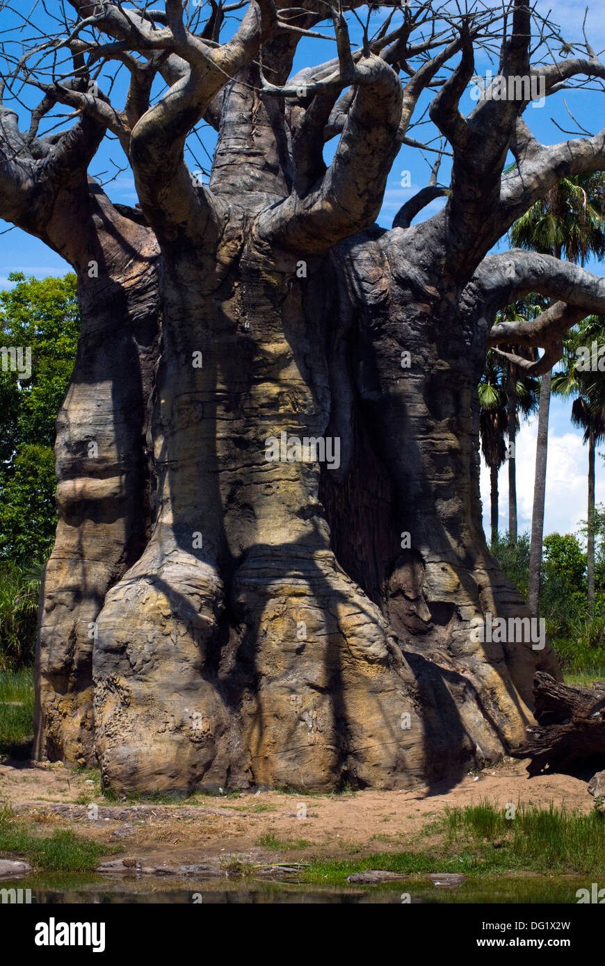 tree with large trunk and big roots above the ground Stock Photo - Alamy