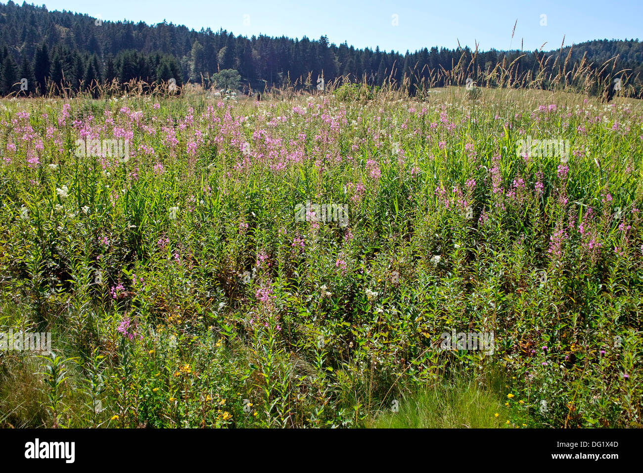 Meadow With Pink Wildflowers Stock Photo - Alamy
