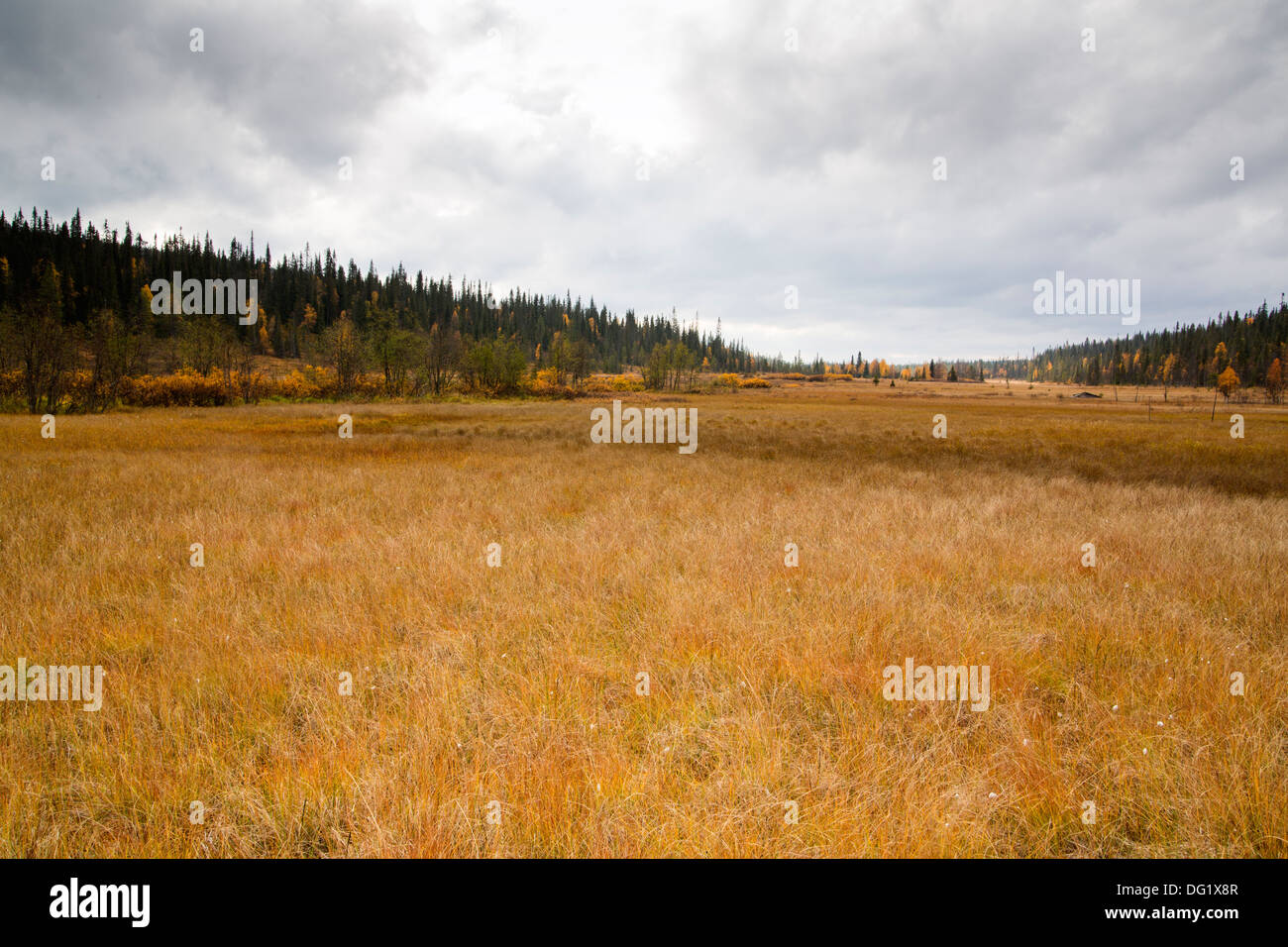 Yellow grass field hi-res stock photography and images - Alamy