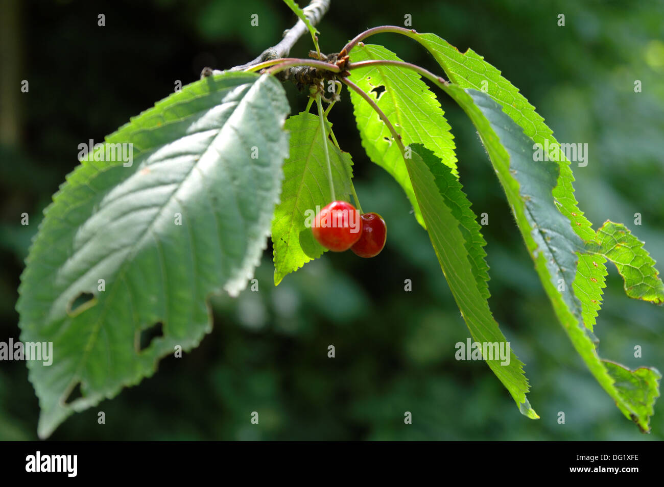 cherry on a branch Stock Photo - Alamy